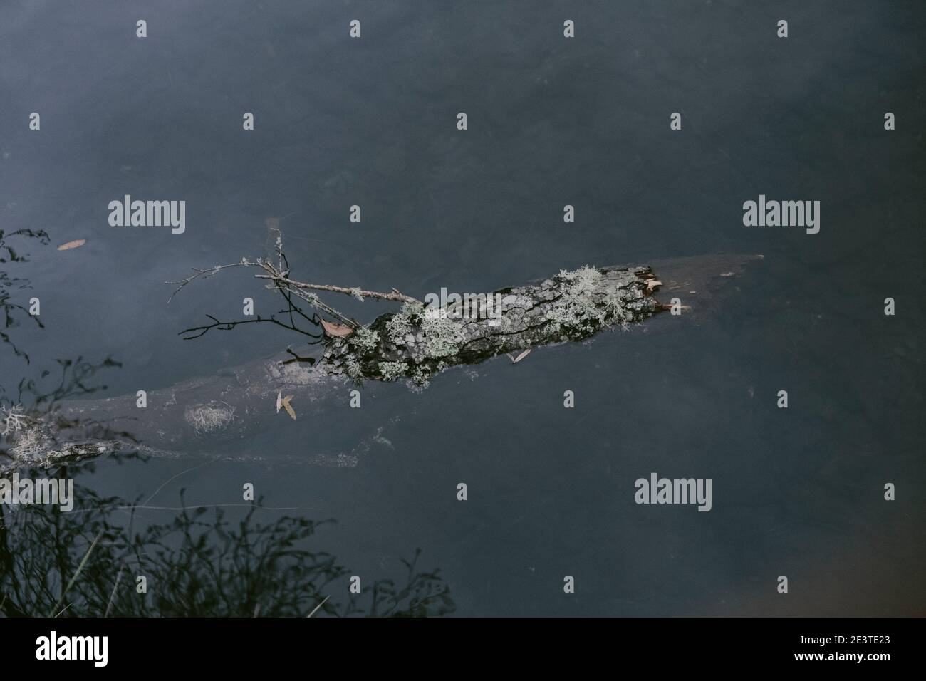 Log with moss hi-res stock photography and images - Alamy