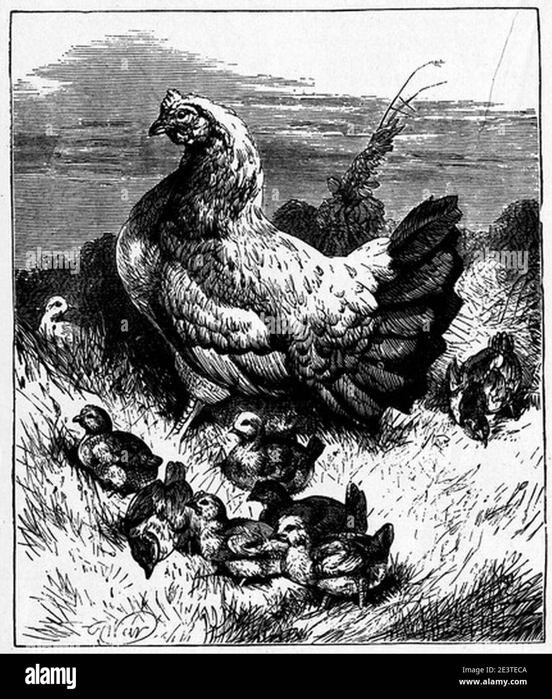 Mama hen hi-res stock photography and images - Alamy