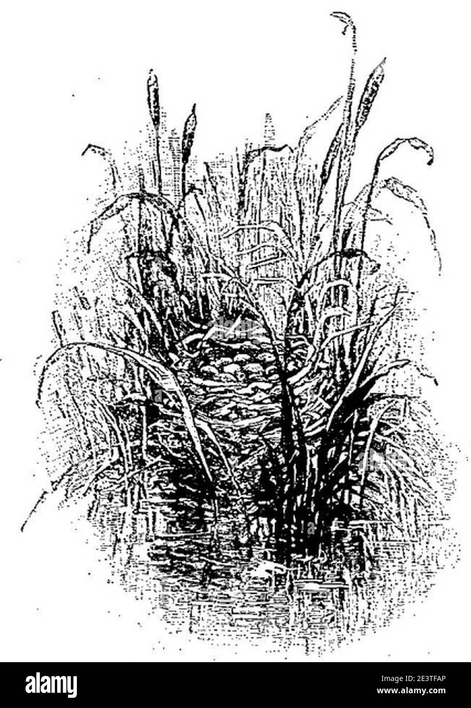 P249 Cut Out Stock Images & Pictures - Alamy