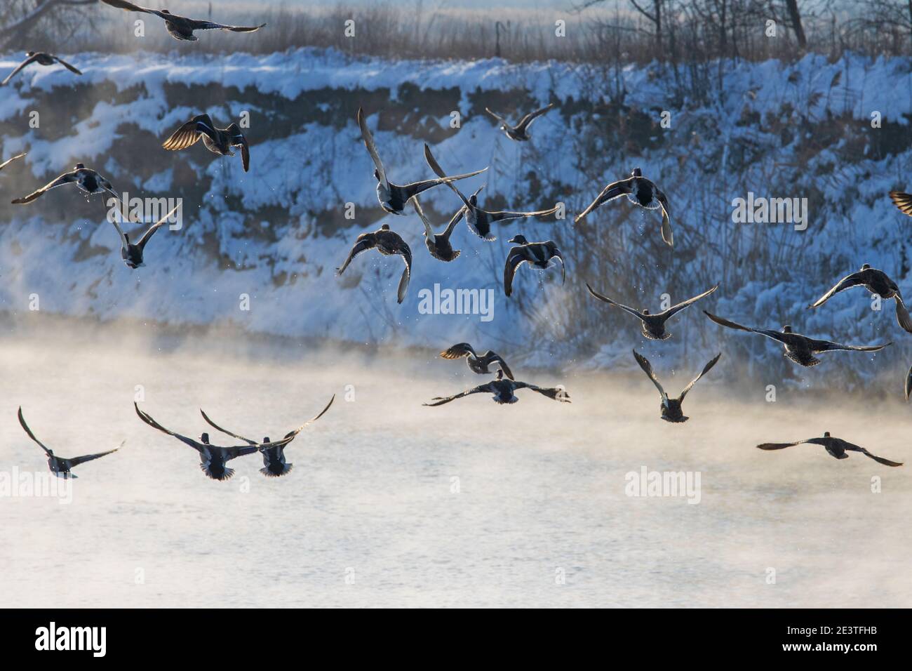 Flying ducks on lake sunset hi-res stock photography and images - Alamy