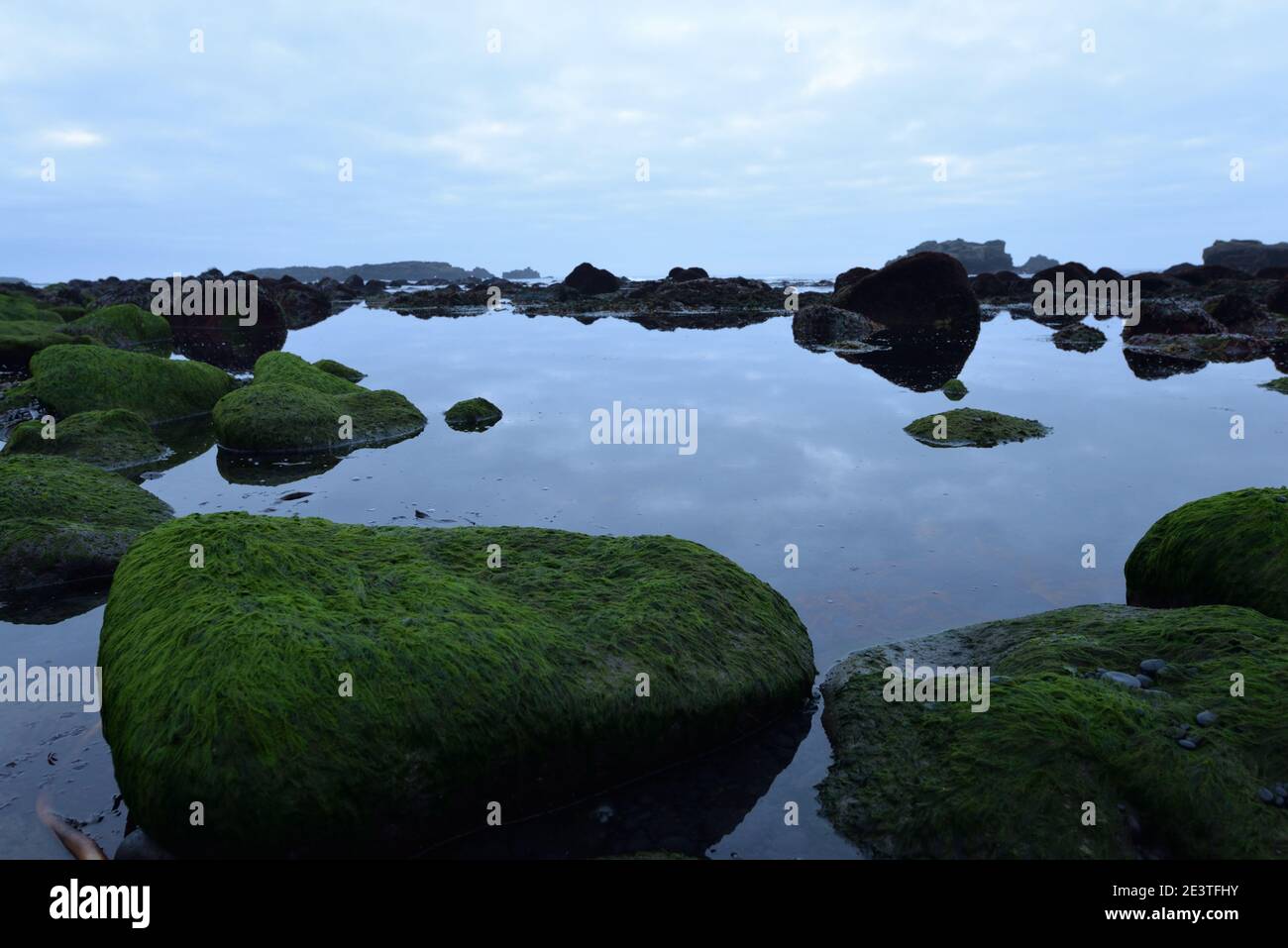 Seaweed covered rocks on Icelandic coast Stock Photo - Alamy