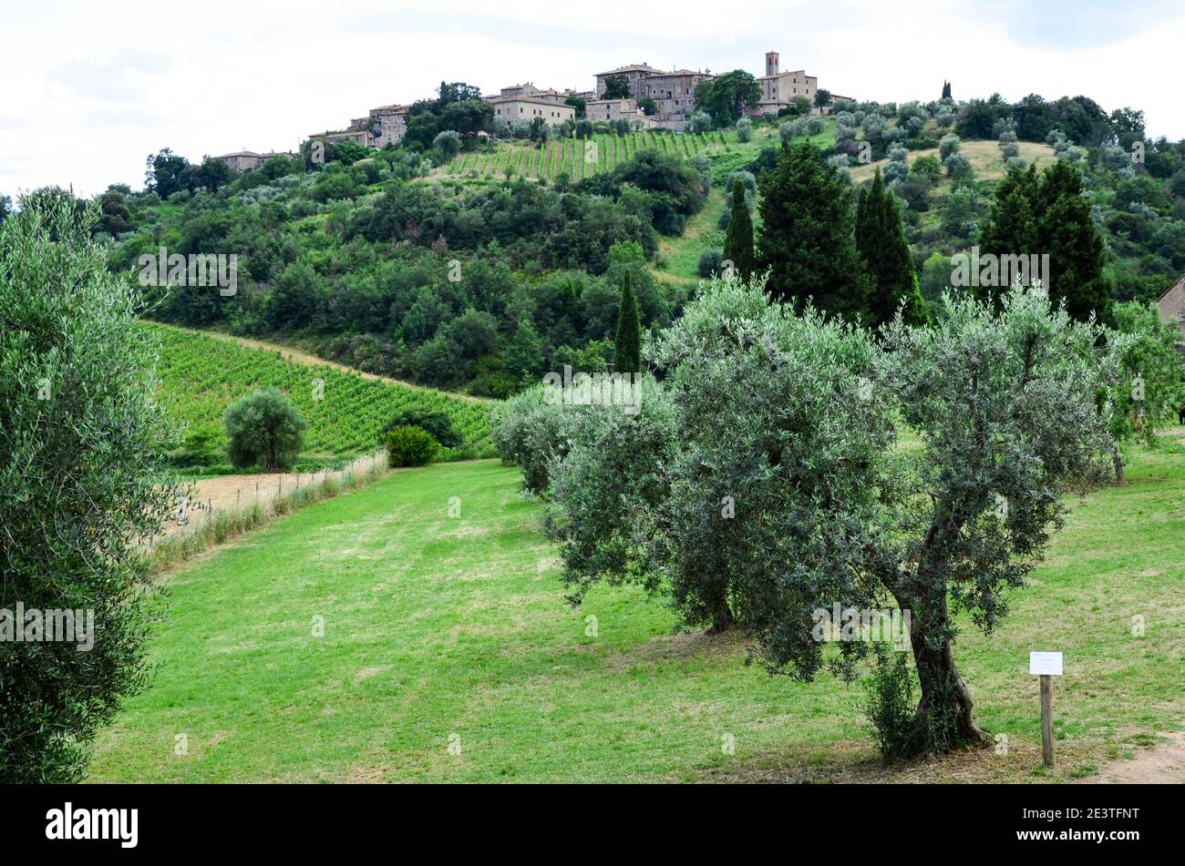 Olive tree in rhodes greece hi-res stock photography and images - Alamy
