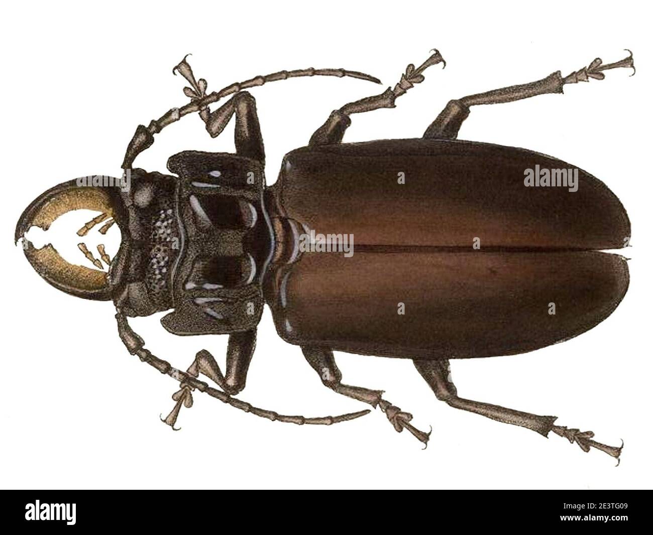 Mallodon chevrolatii male Stock Photo - Alamy