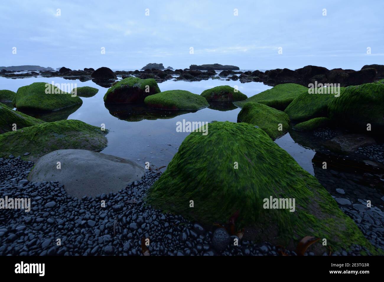 Seaweed covered rocks on Icelandic coast Stock Photo - Alamy