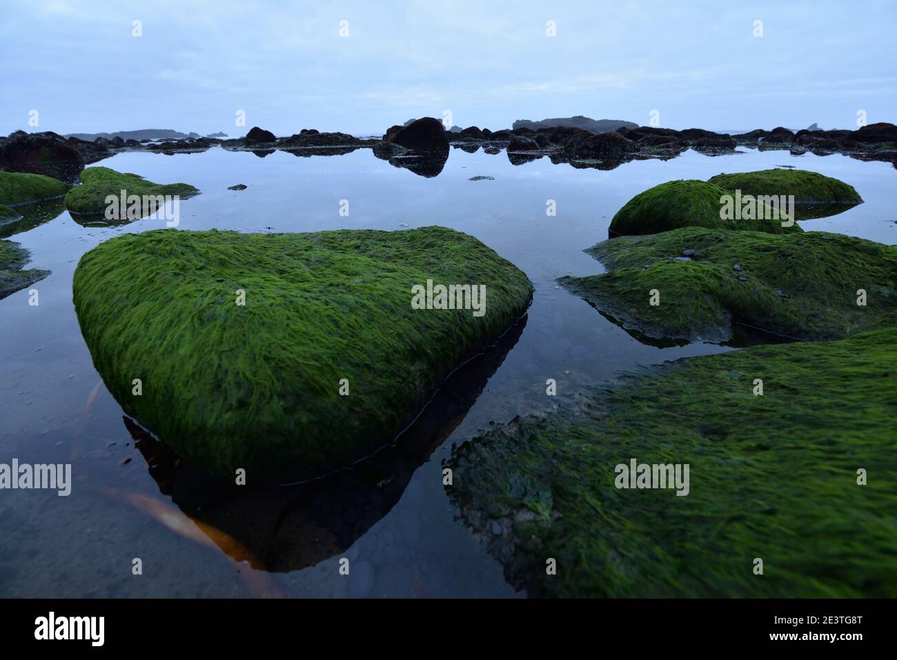 Seaweed rocks stones hi-res stock photography and images - Alamy