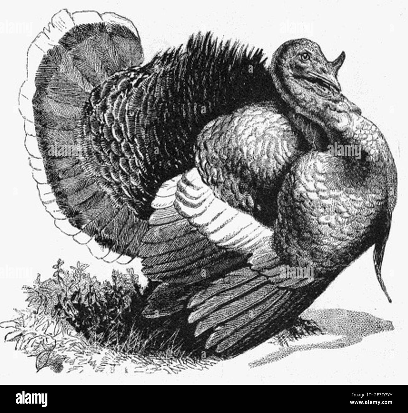 Turkey Drawing High Resolution Stock Photography and Images - Alamy