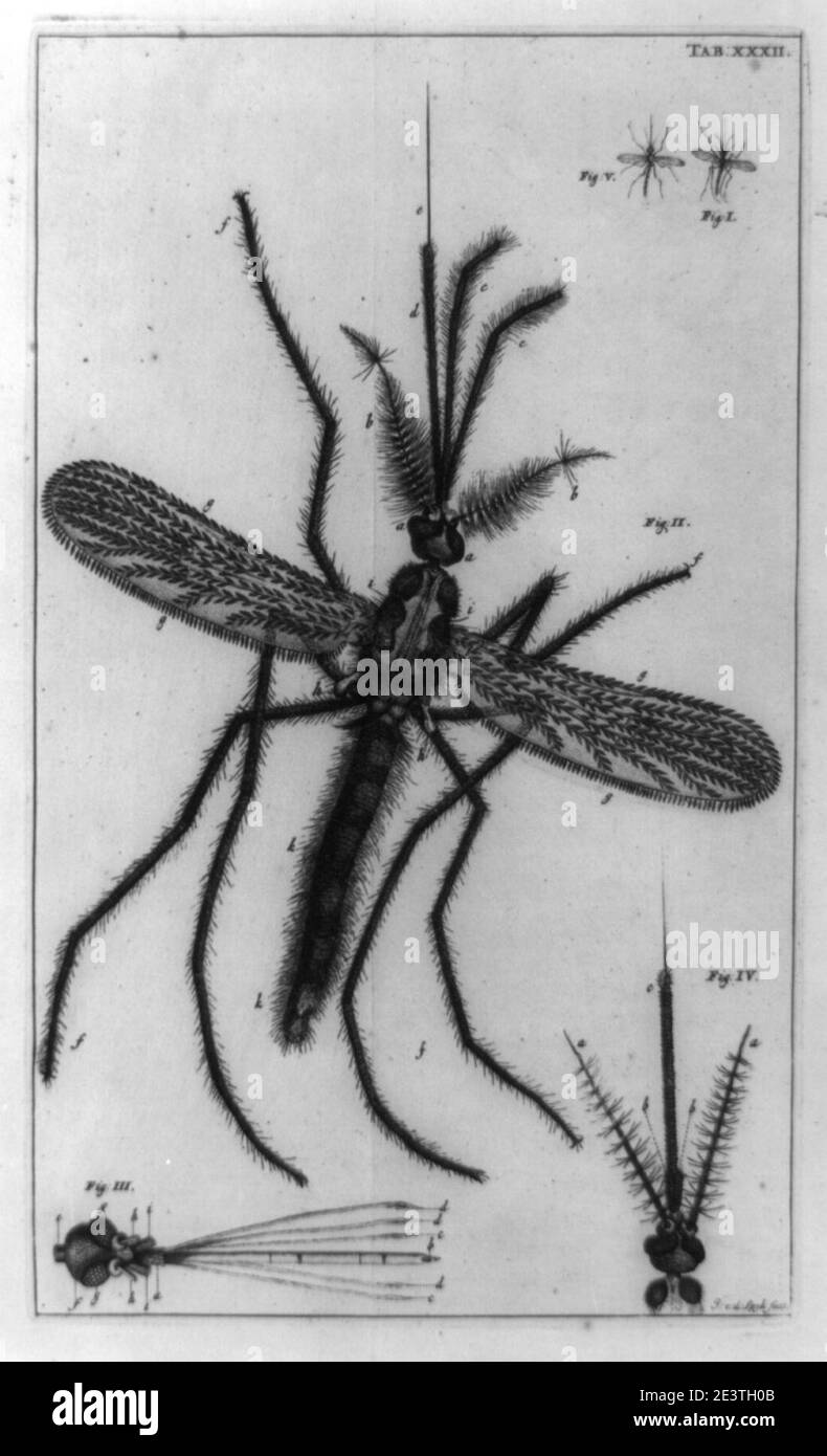 Male gnat, with details of two heads, and two smaller gnats, as seen ...