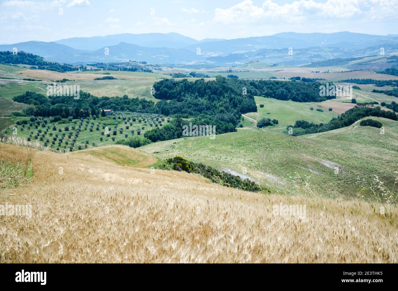 Tuscany wheat field and beautiful landscape. Italy. High quality photo ...