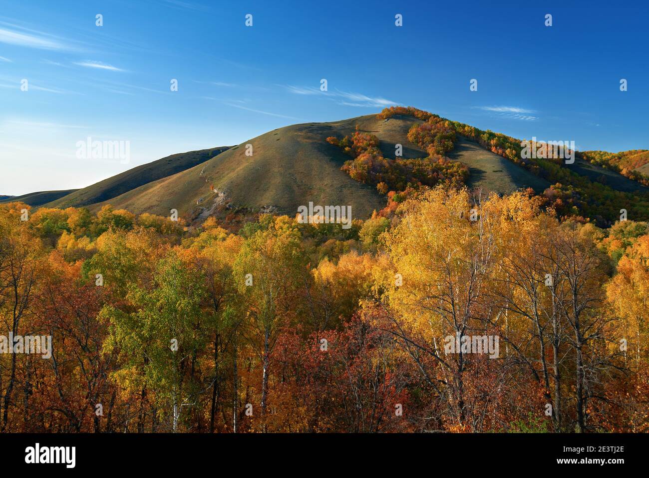 Birch tree on mountain slope hi-res stock photography and images - Alamy