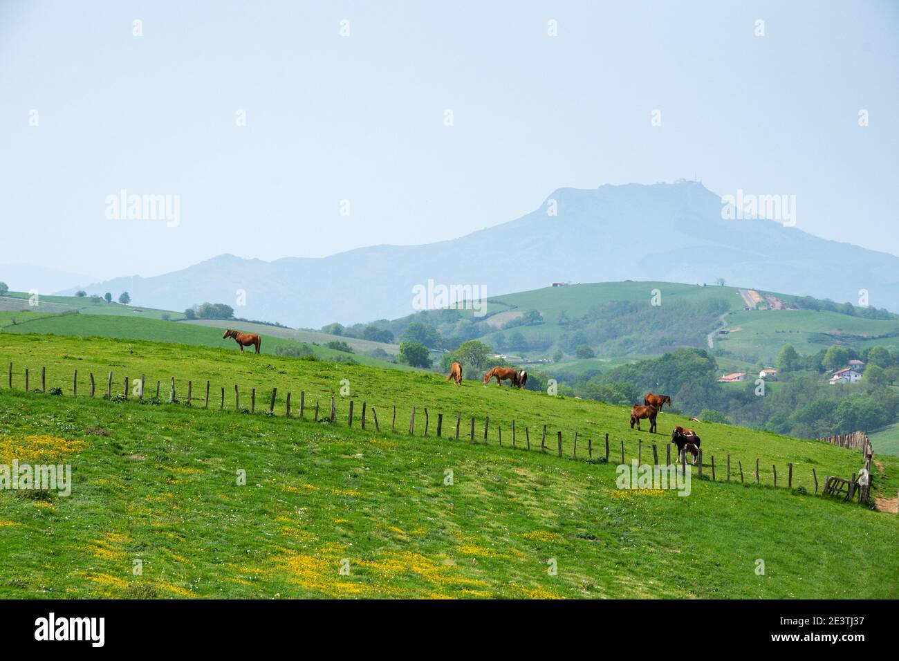 French Basque country picturesque landscape with horses, hills and ...