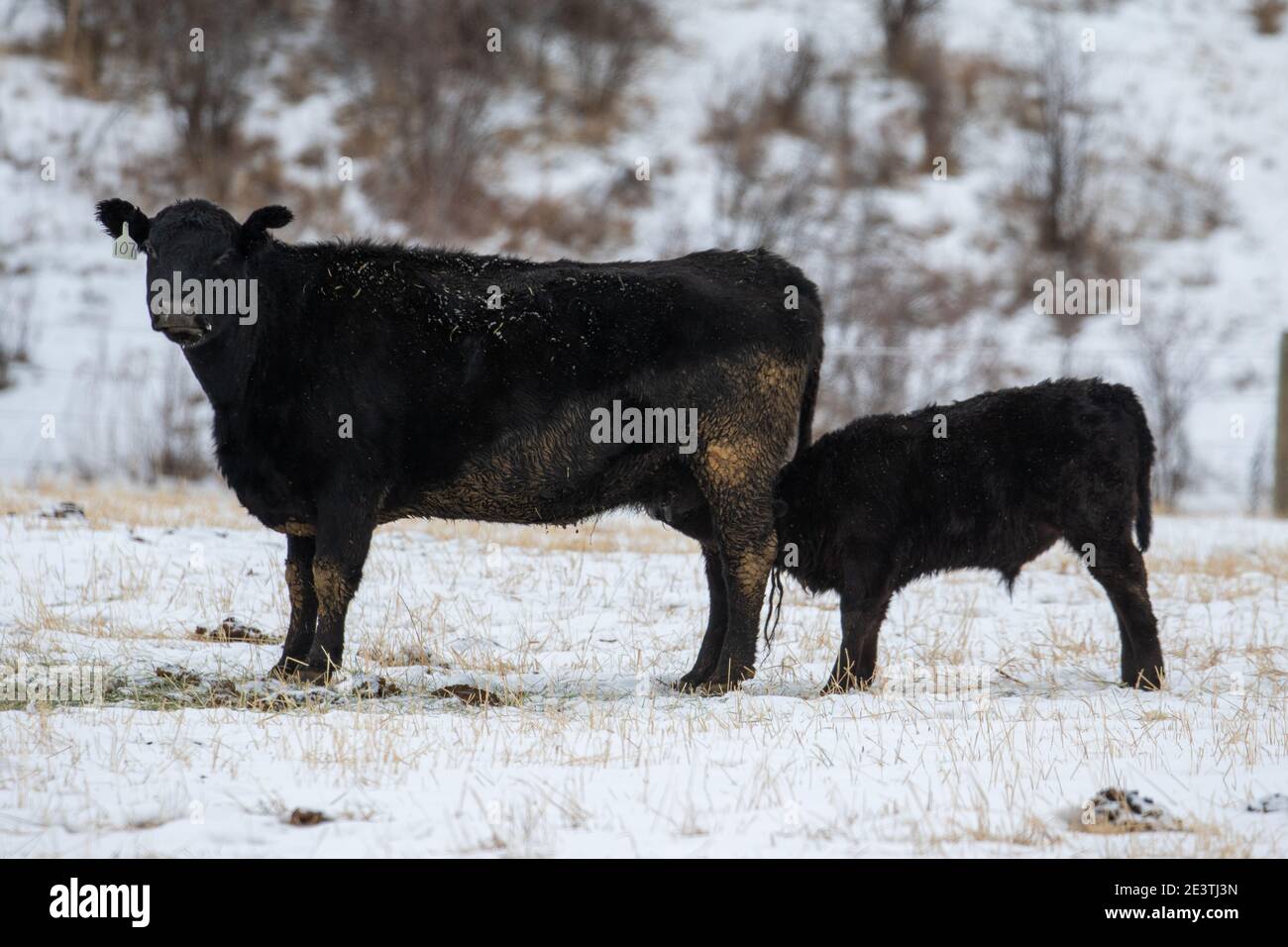 Dairy cows usa spring hi-res stock photography and images - Alamy