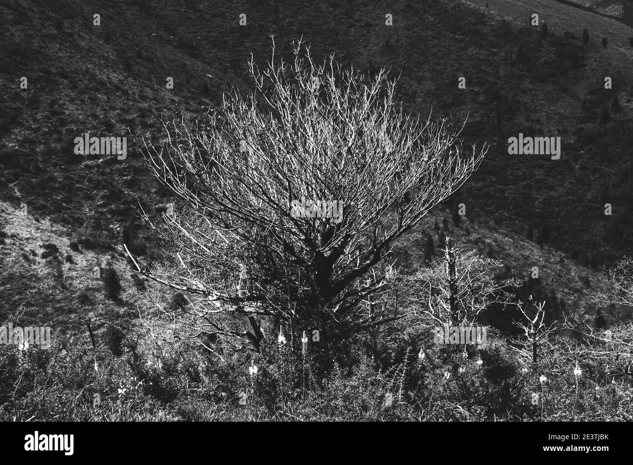 After fire in wood. Dead tree, burnt land and blooming flowers ...