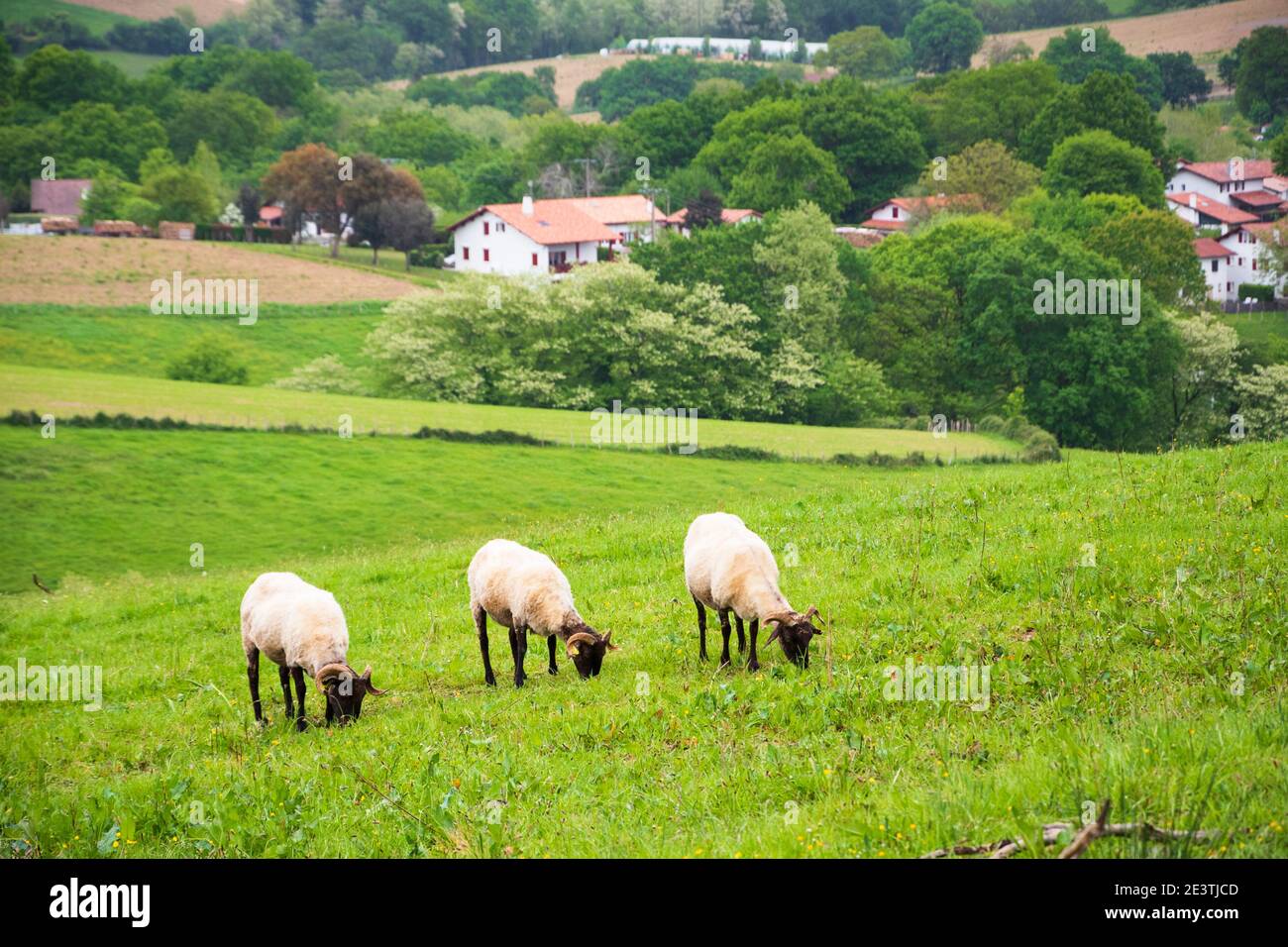 French Basque Country. Three cute blackface sheep with grazing at ...