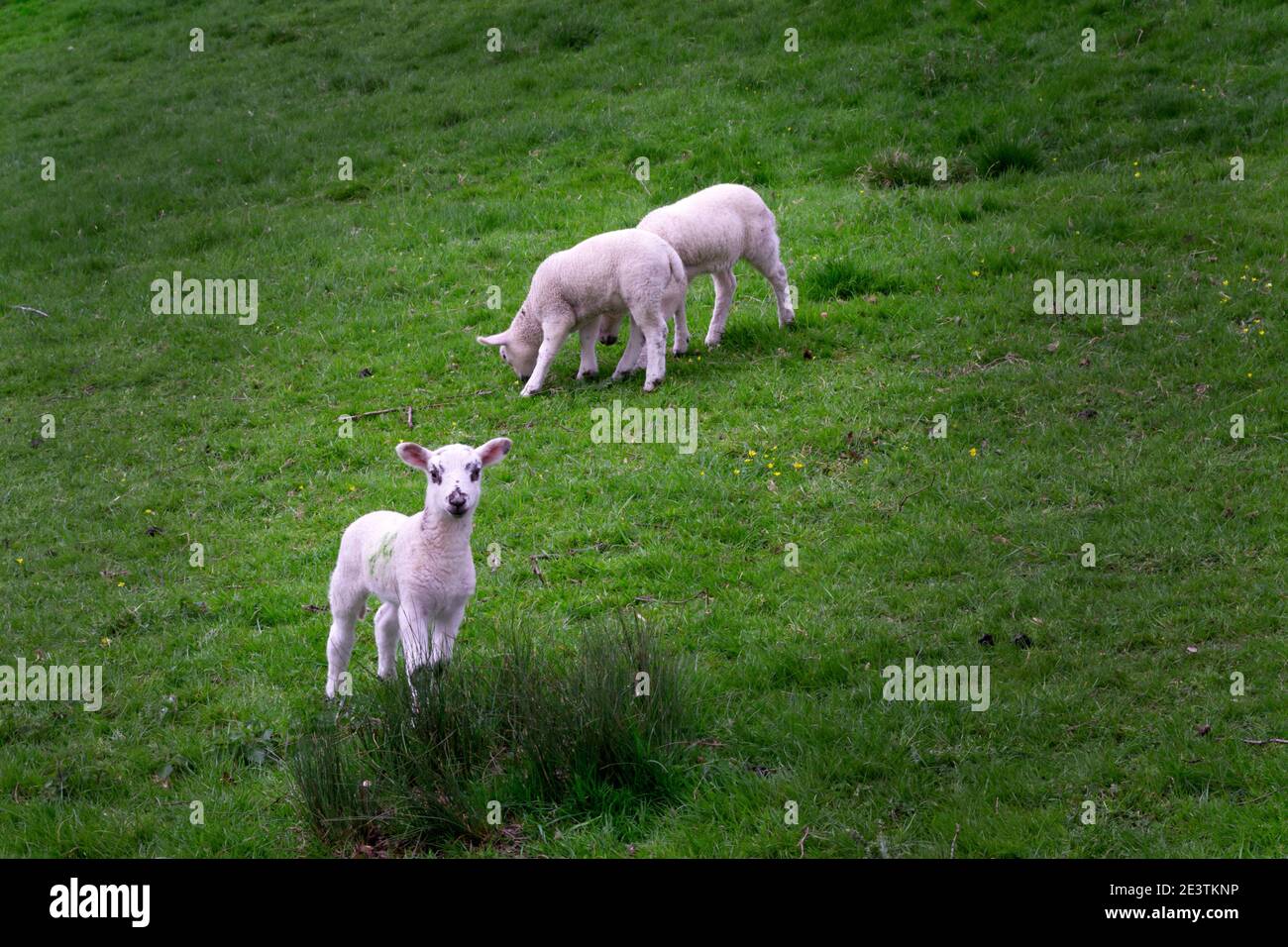 Three lambs in a green field in spring Stock Photo - Alamy
