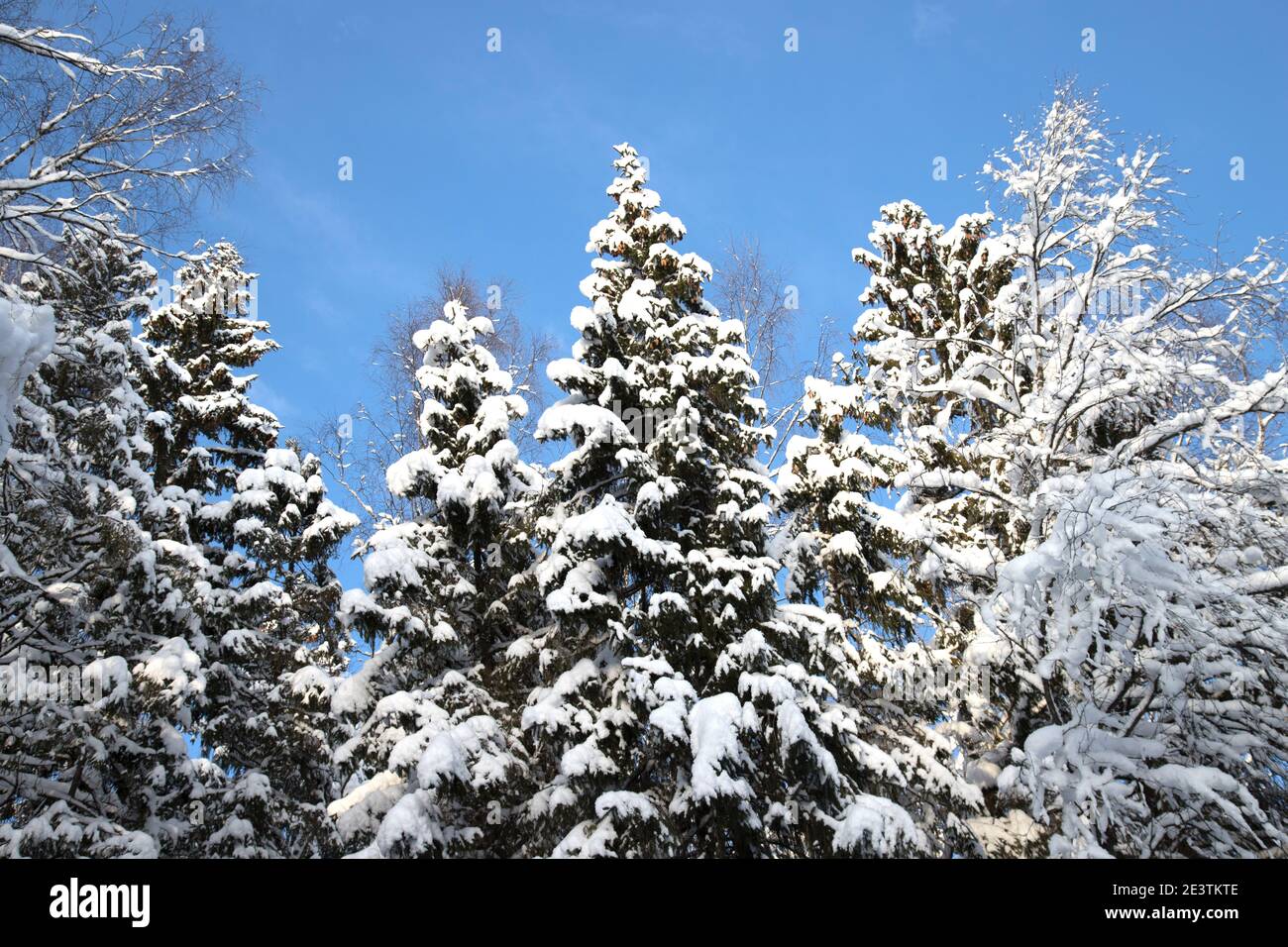 Frozen firs hi-res stock photography and images - Alamy