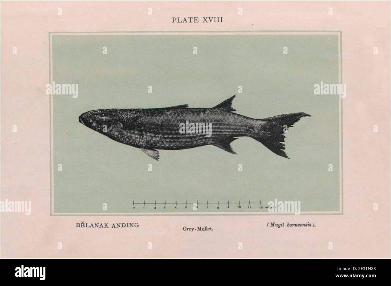 Malayan fishes (PLATE XVIII Stock Photo - Alamy