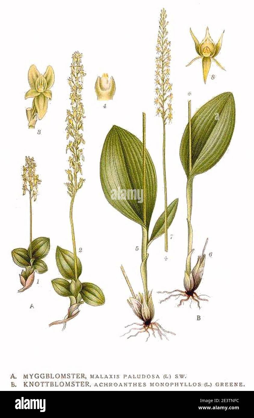 Malaxis paludosa hi-res stock photography and images - Alamy