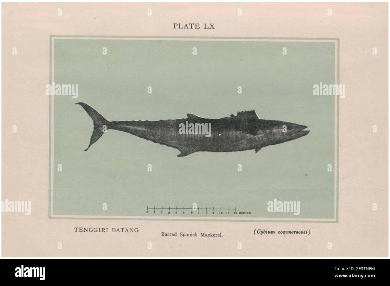 Malayan fishes (PLATE LX Stock Photo - Alamy