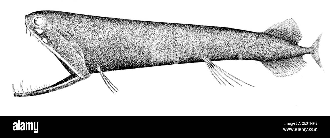 Malacosteus niger hi-res stock photography and images - Alamy