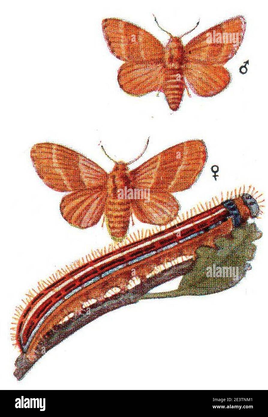 Malacosoma Cut Out Stock Images & Pictures - Alamy