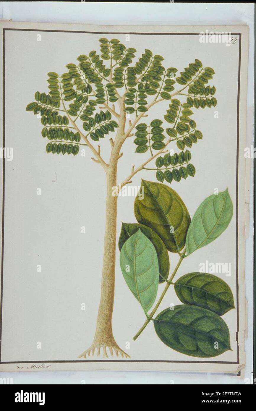 Malacca Teak, William Farquhar Collection of Natural History Drawings ...