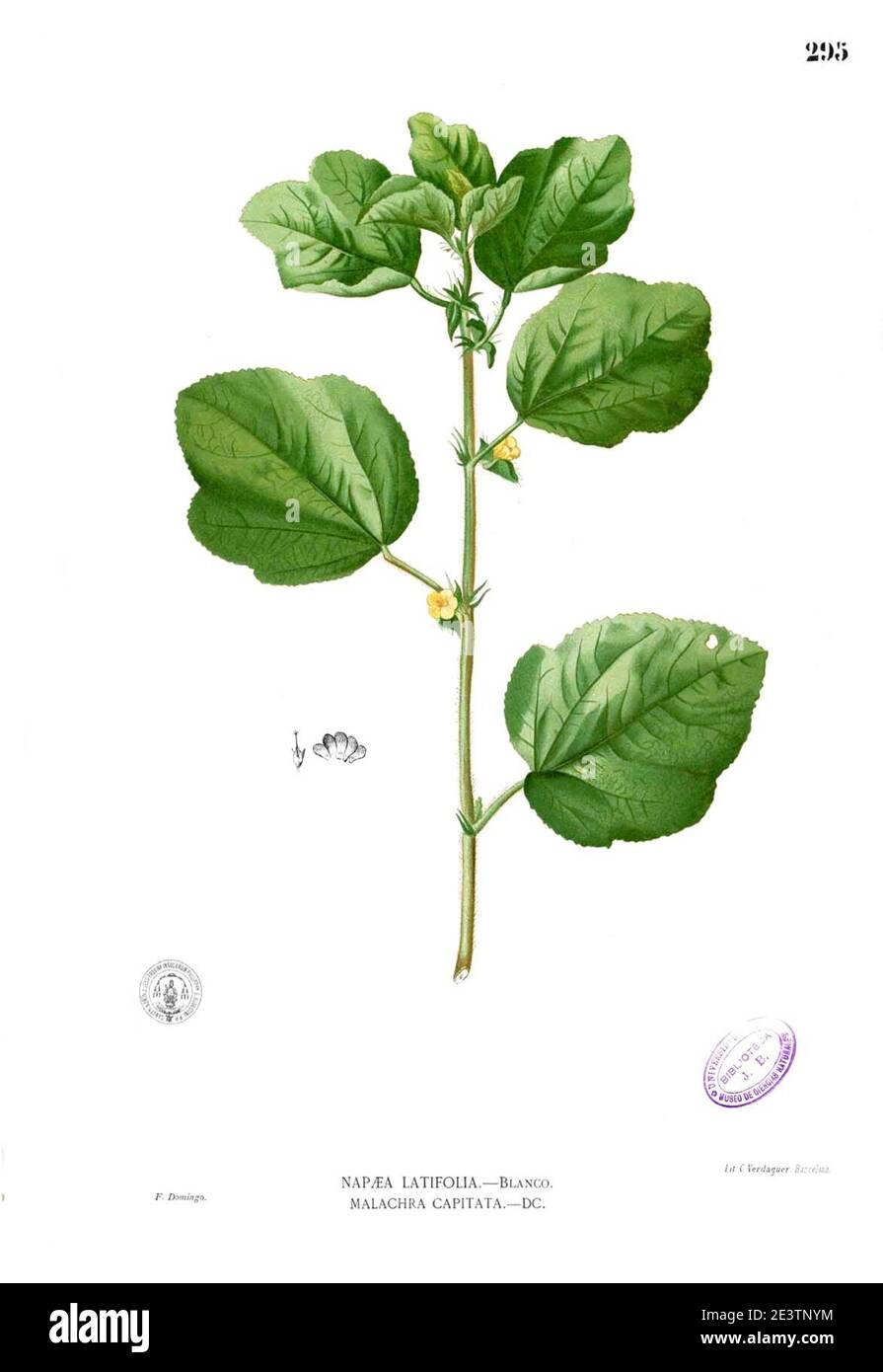 Malachra capitata Blanco2.295 Stock Photo - Alamy