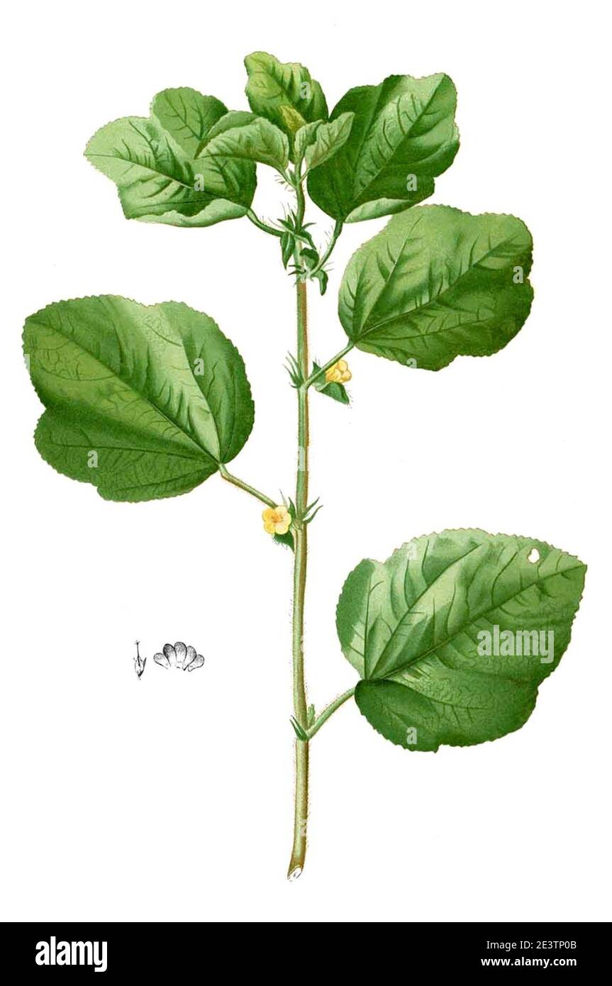 Malachra capitata hi-res stock photography and images - Alamy