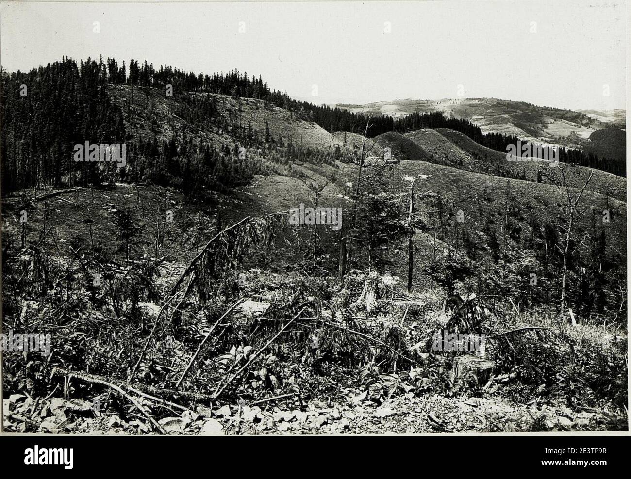 Makowka, Blick auf die eigene Stellung am Waldrand, Hintergrund Ostry ...
