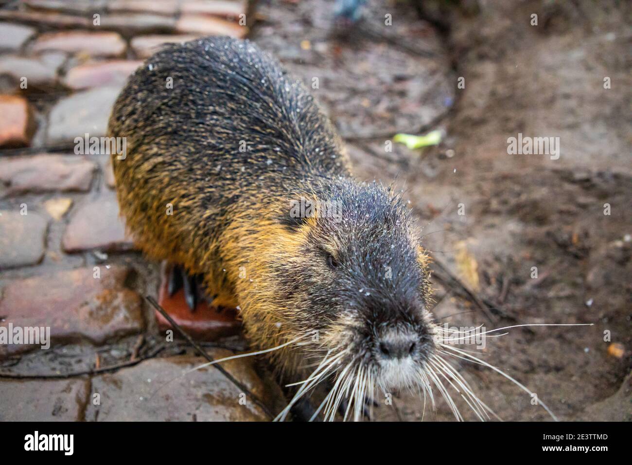 Prague nutria hi-res stock photography and images - Alamy