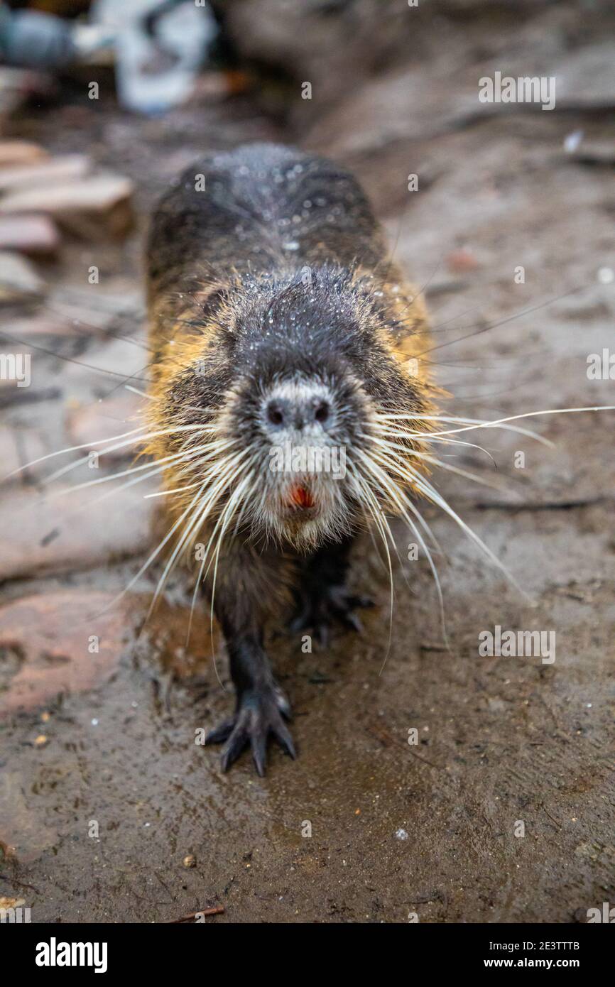 Nutria in water of river Vltava on Charles Bridge backgrond in Prague ...