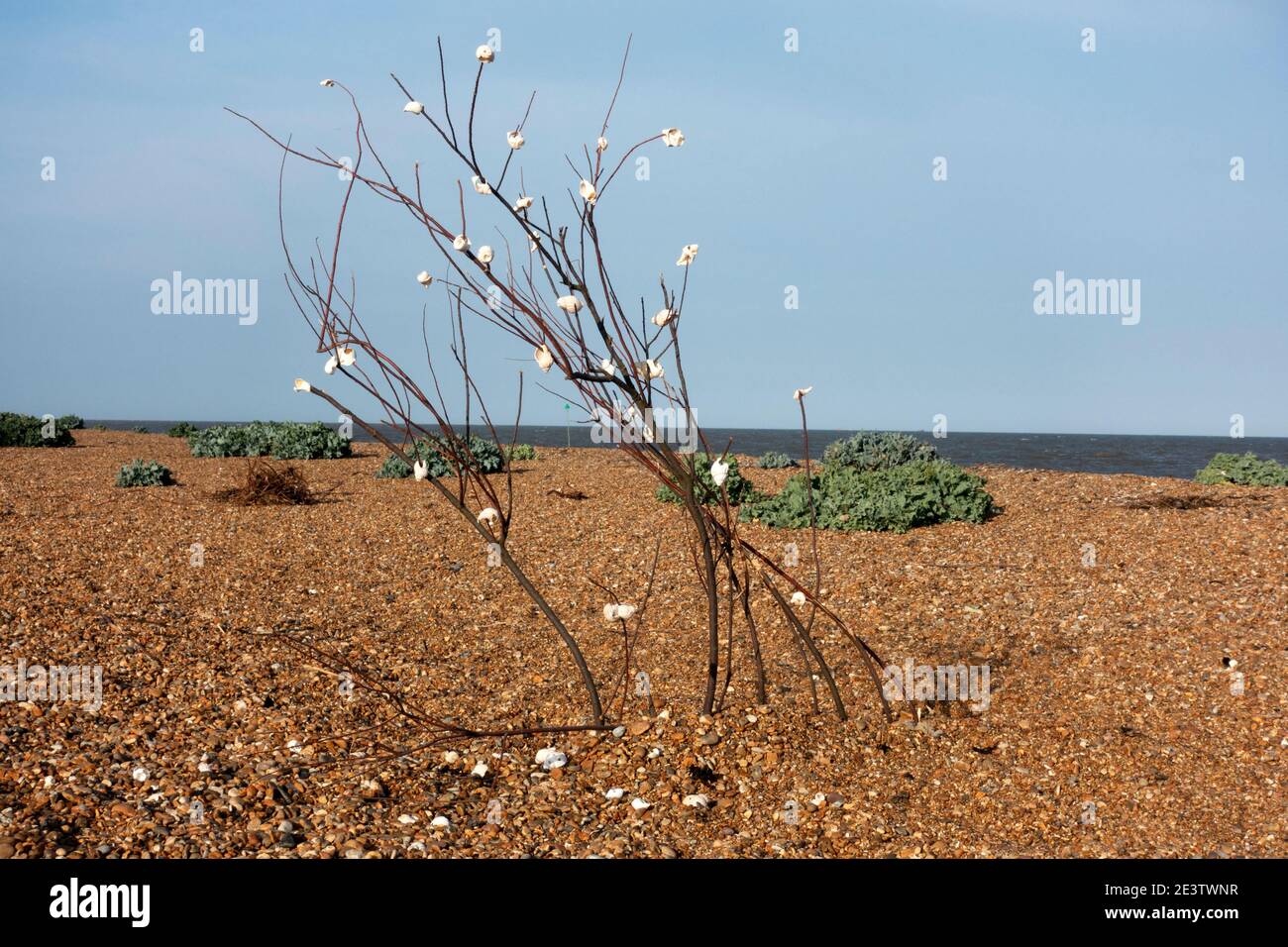 Seashells places on twigs on a beach Stock Photo - Alamy