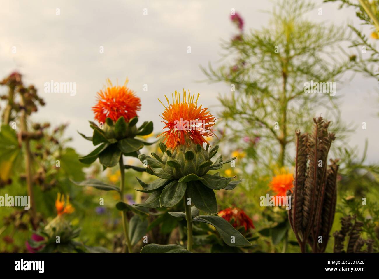 Safflower field hi-res stock photography and images - Alamy