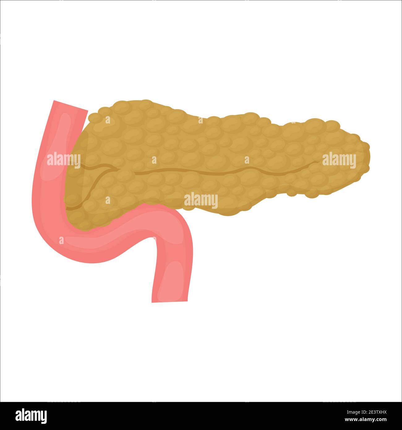 Pancreas human organ, medical model in cartoon style isolated on white ...