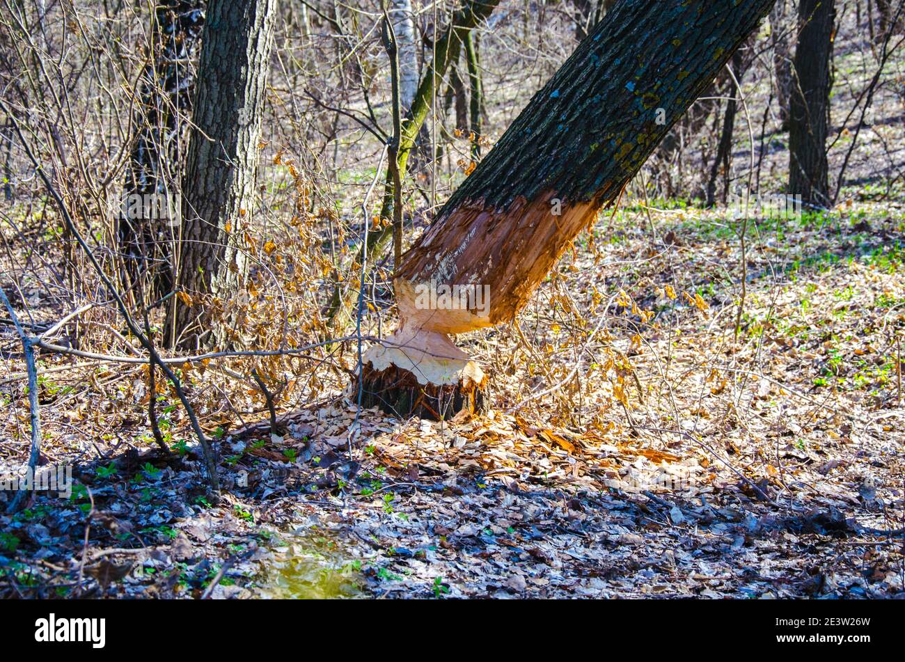 Beavers build hi-res stock photography and images - Alamy