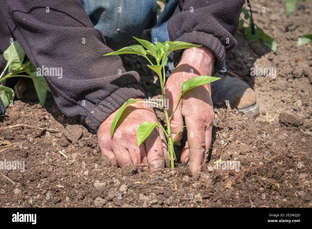 Man planting a pepper seedlings in the vegetable garden - agriculture ...