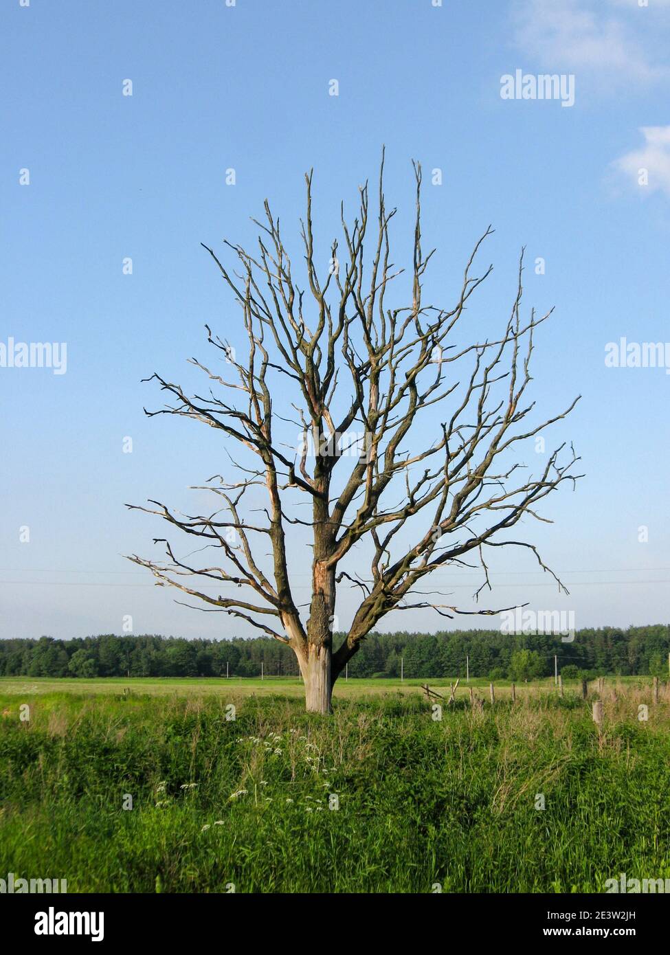 Withered lonely tree in the field Stock Photo - Alamy