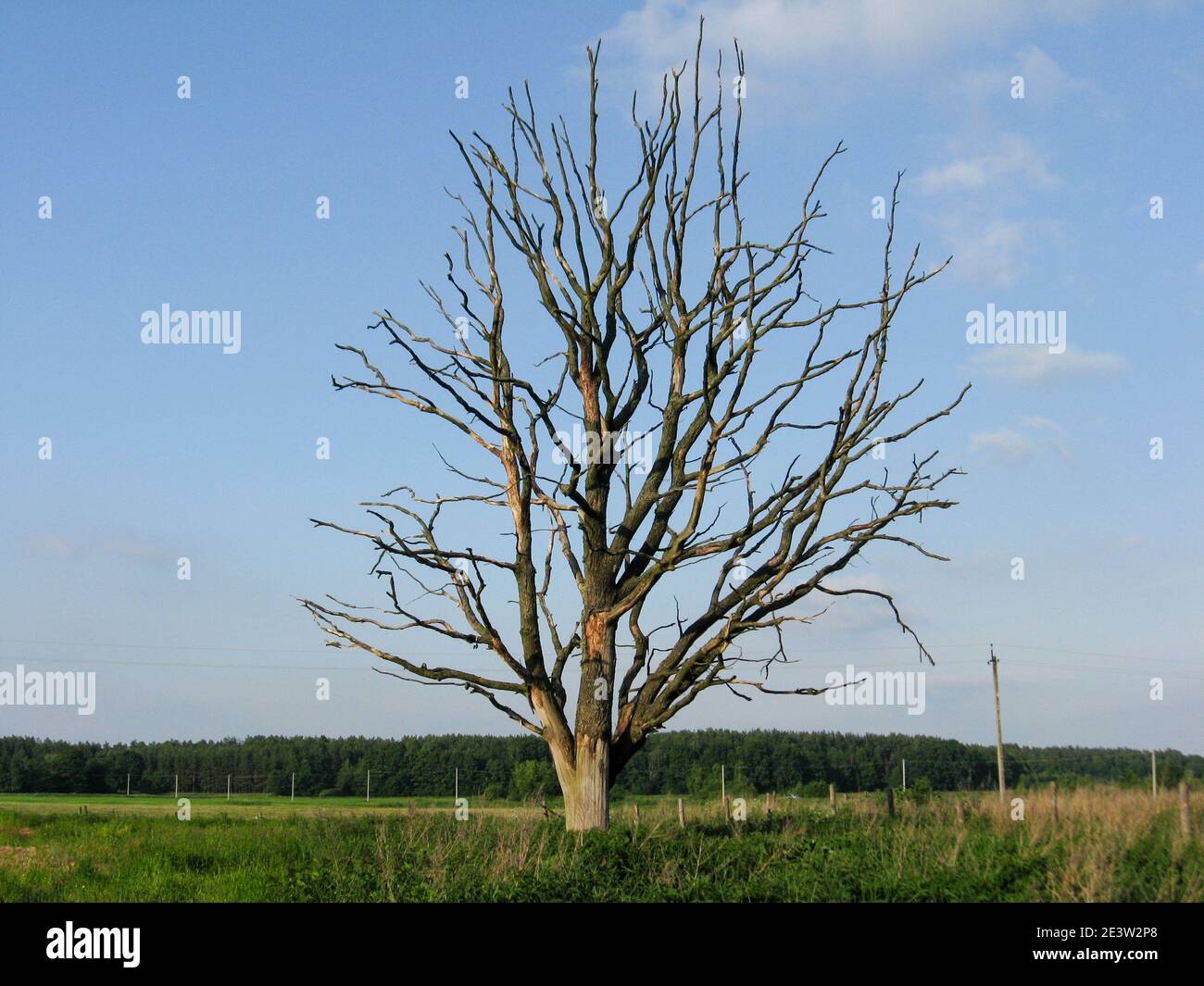 Withered lonely tree in the field. Lonely tree Stock Photo - Alamy