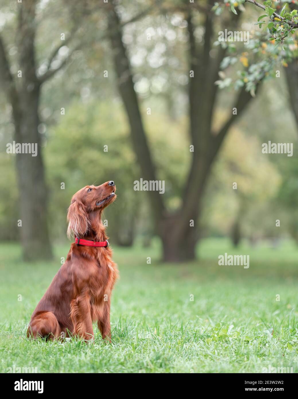Red irish setter sitting on green grass at nature listening to command ...