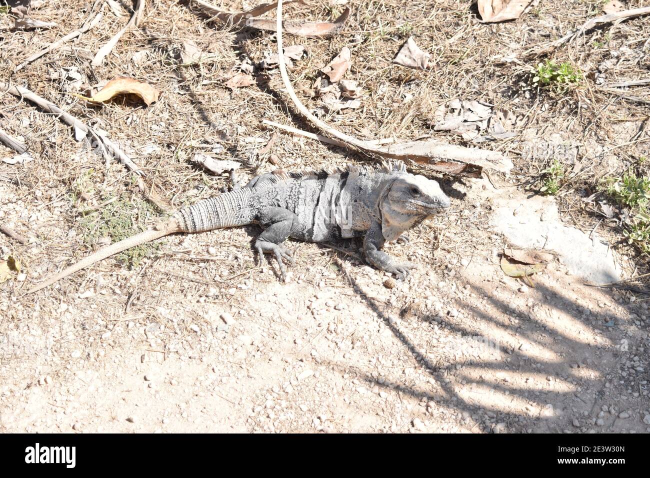 Iguana basking in the sun on a dry land among the Maya ruins of Tulum ...