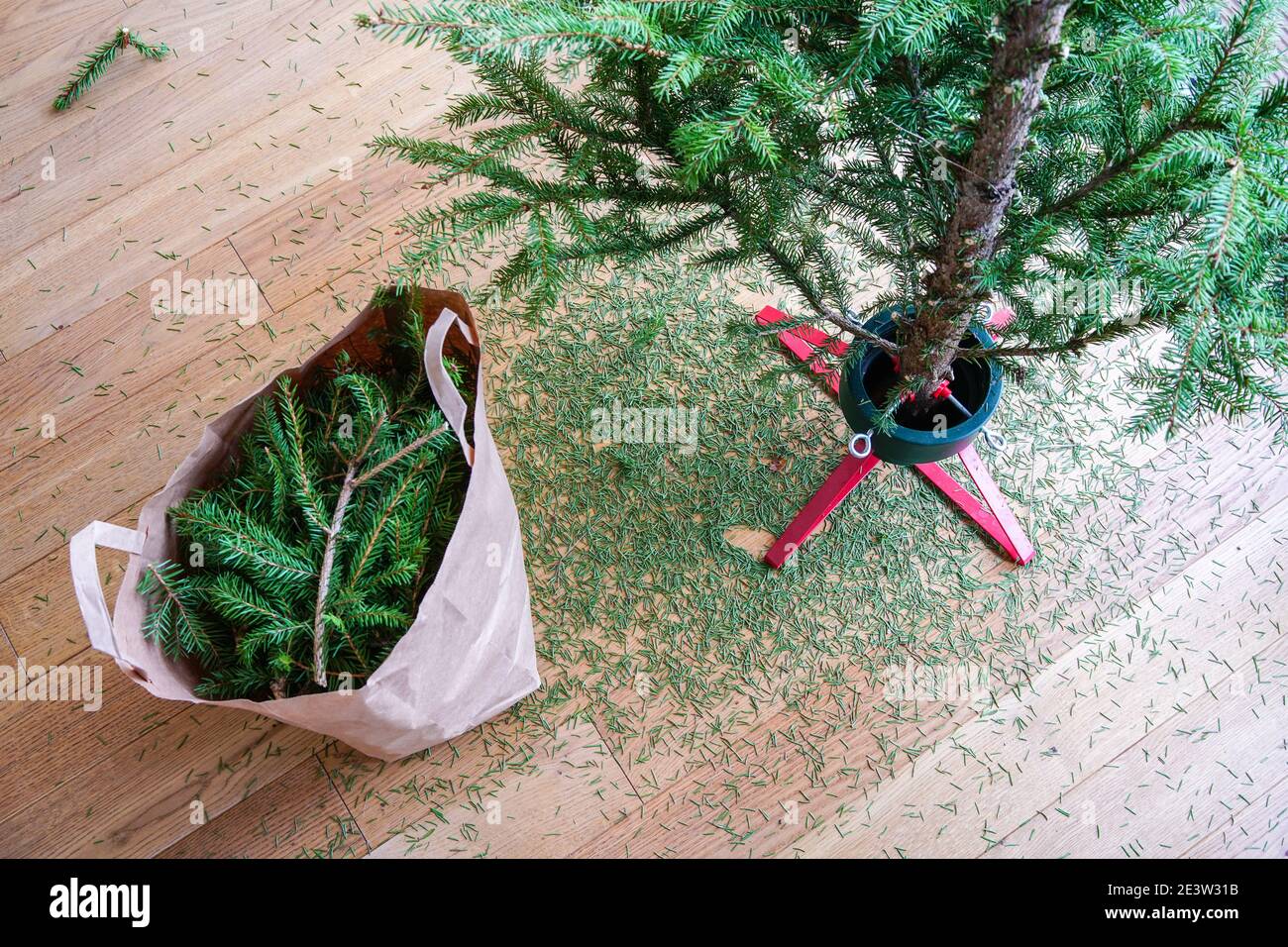 Christmas tree dried up after the Holiday Season with sawn branches and ...