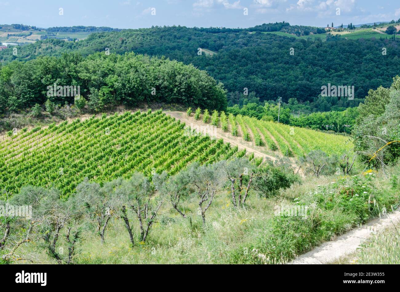 Grape and olive fields. Agriculture in Italy, Tuscany Stock Photo - Alamy