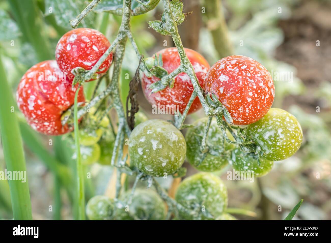 Sprayed tomatoes with pesticides, herbicides and insecticides ...