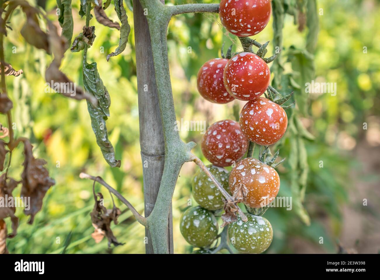 Sprayed tomatoes with pesticides, herbicides and insecticides ...