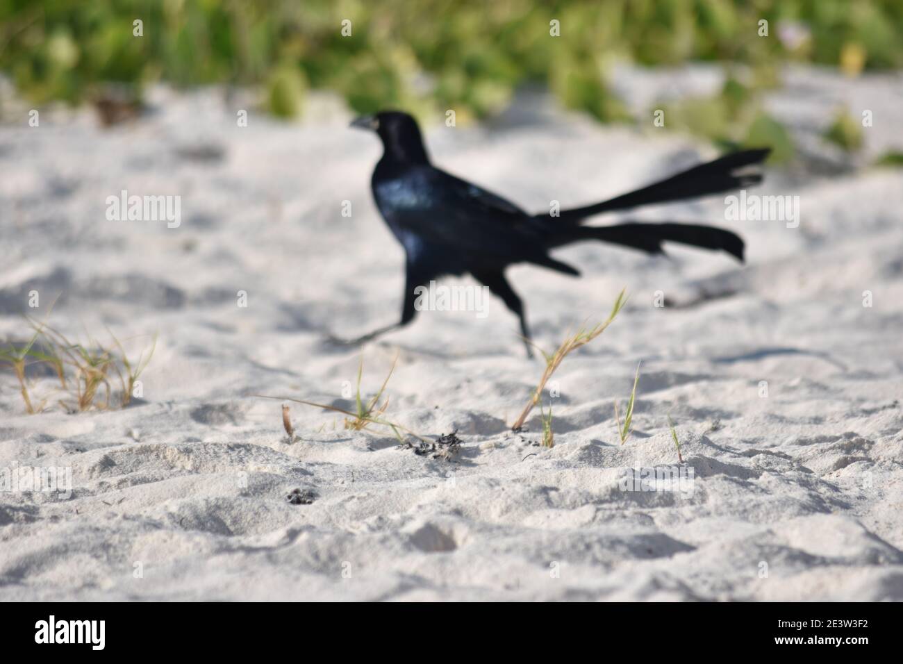 Running bird hi-res stock photography and images - Alamy