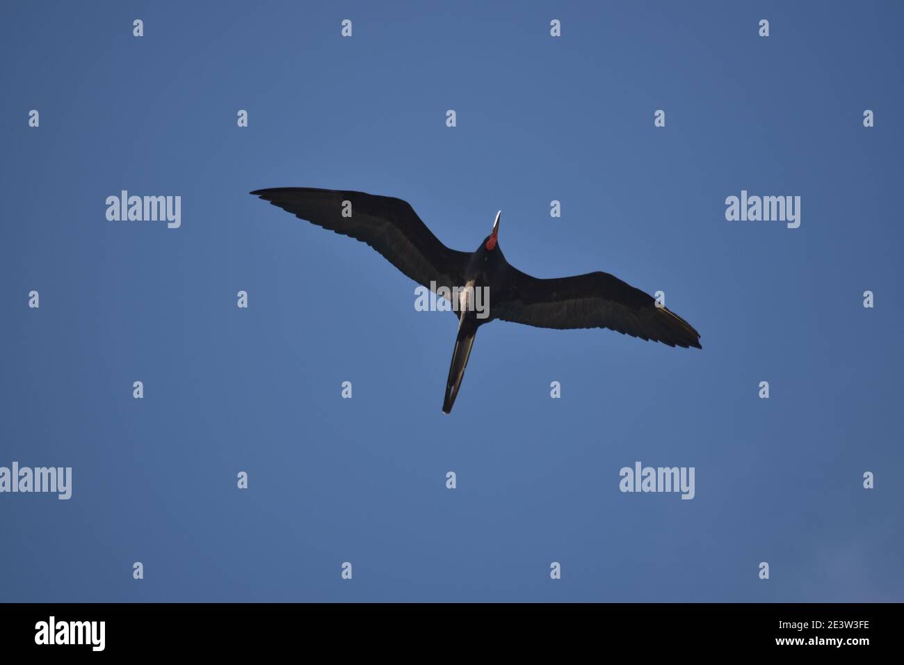 Flying bird near caribbean hi-res stock photography and images - Alamy