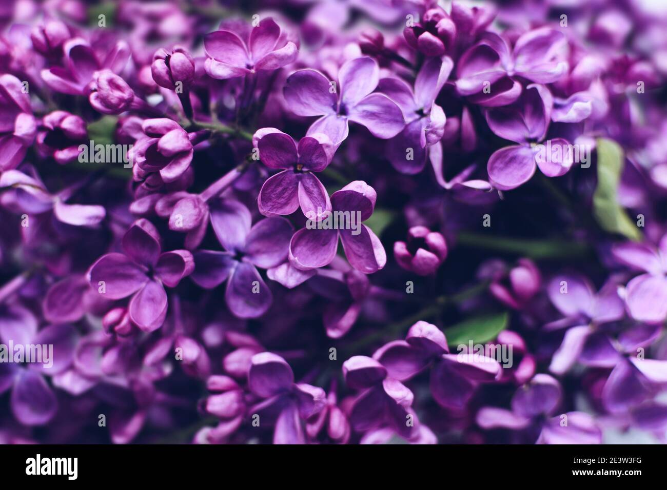 Beautiful spring flowers lilac texture background. Syringa vulgaris ...