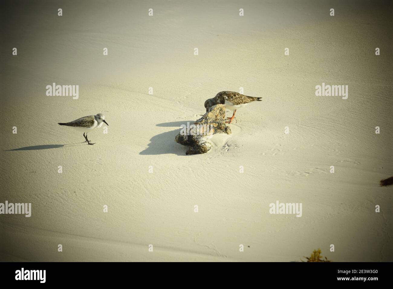 Birds of the caribbean hi-res stock photography and images - Alamy