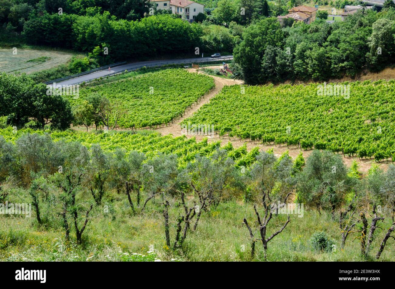 Olive plantation wine fields hi-res stock photography and images - Alamy