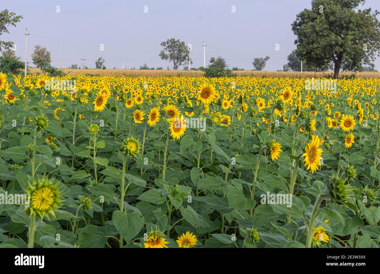 Sunflowers india hi-res stock photography and images - Alamy
