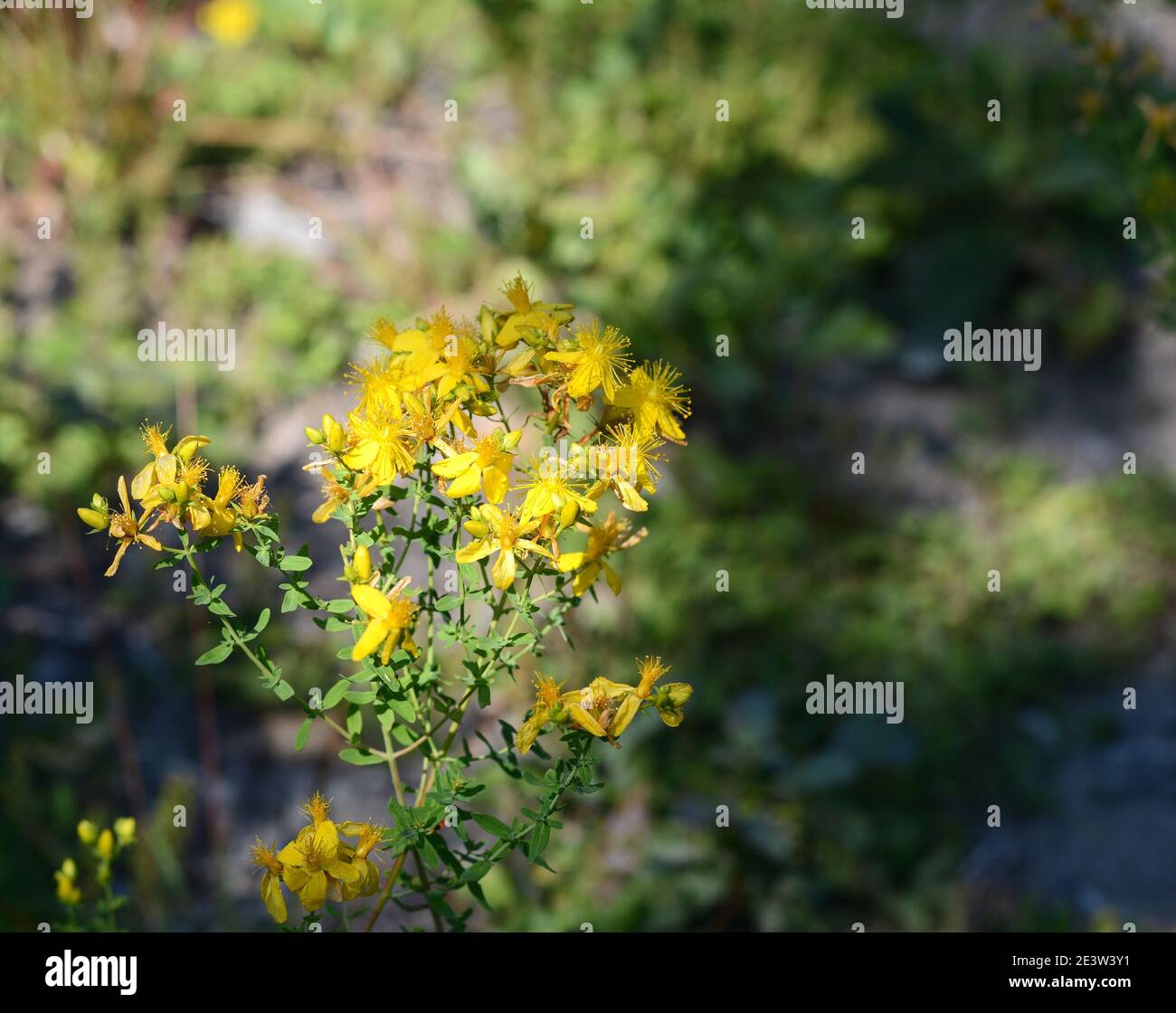 Yellow St. John's Wort flower. Hypericum perforatum, medicinal plant ...